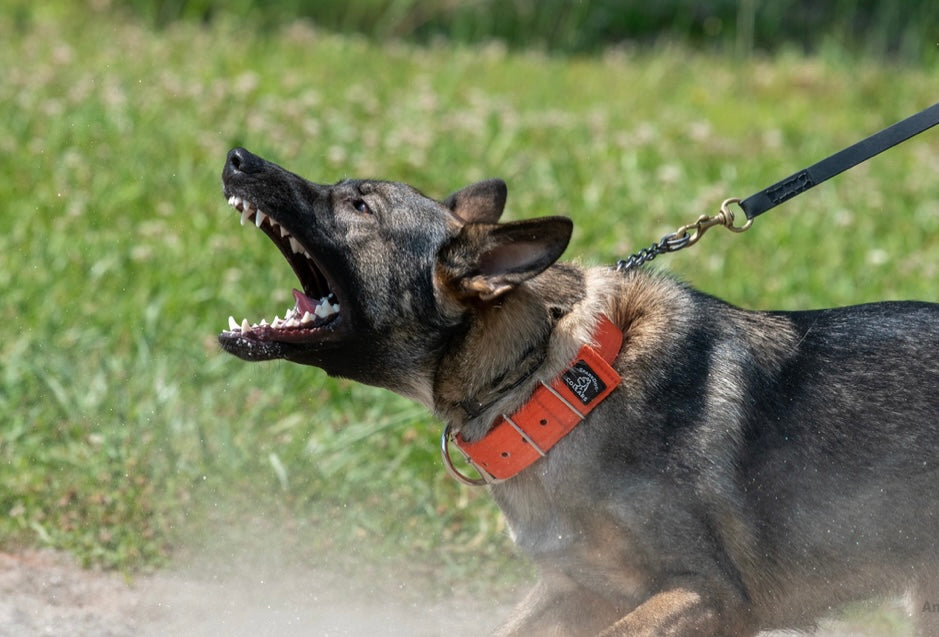 2” Working Dog Collar – SparkDog Collars